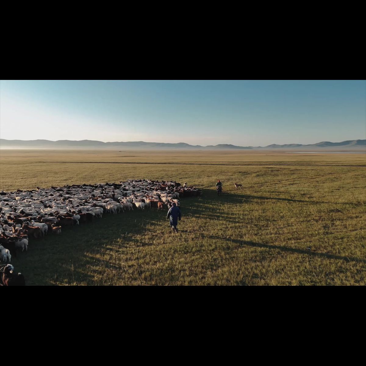 From Field to Factory: Mongolia’s Cashmere Production Goes Green